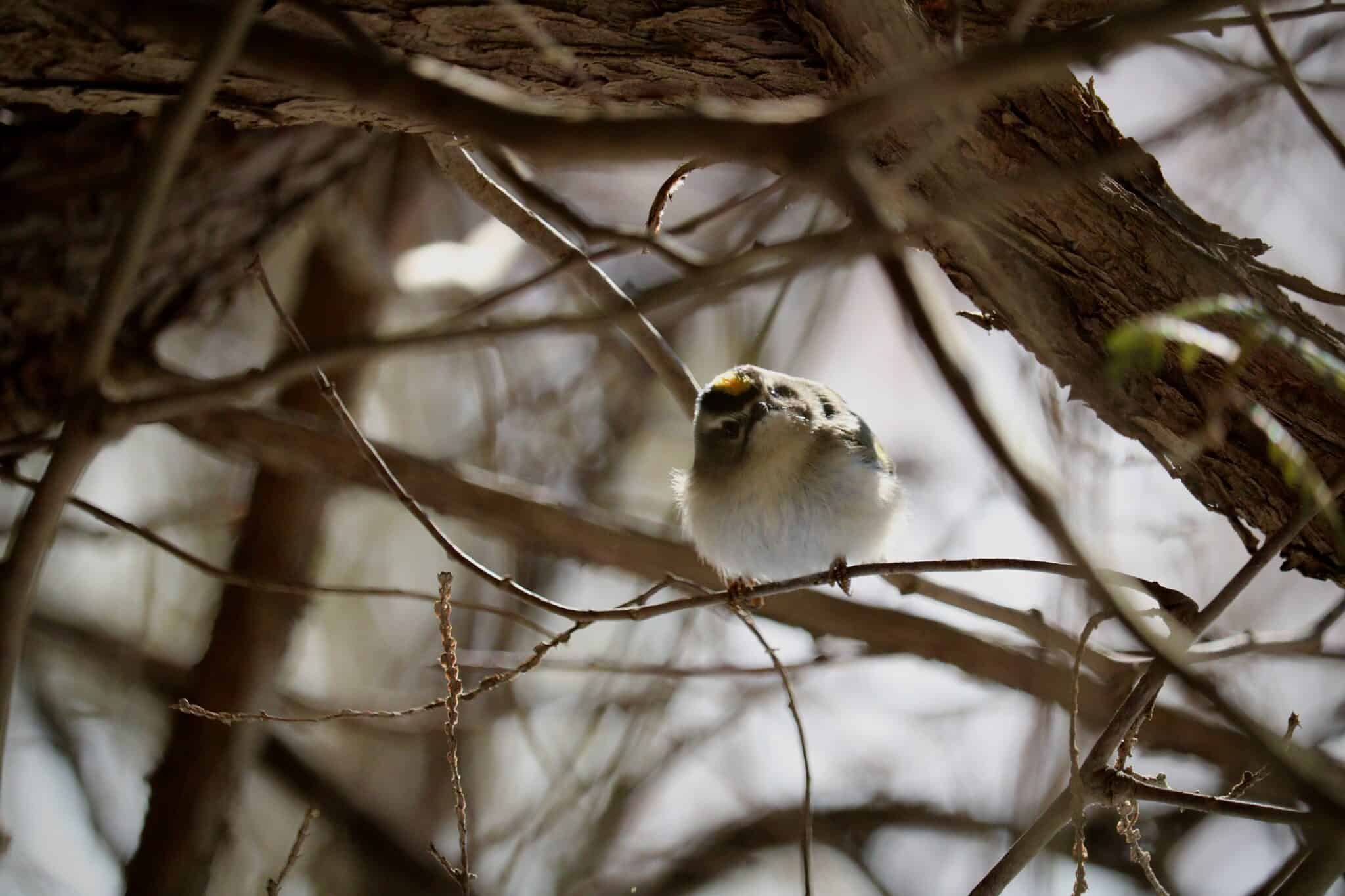 Les oiseaux en hiver : questions fréquentes – Oiseaux du jardin