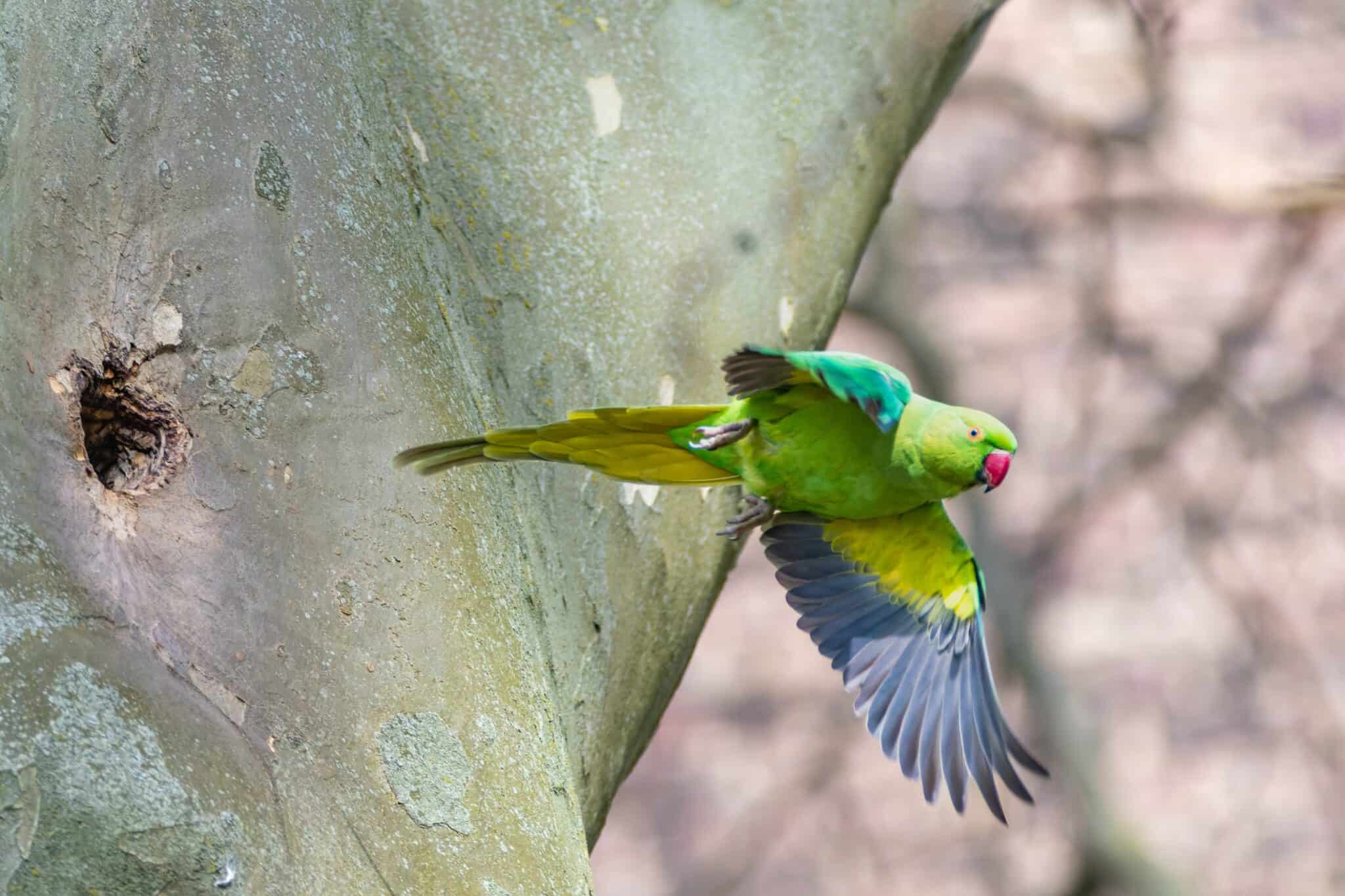 Perruche à collier (Psittacula krameri) – Oiseaux du jardin