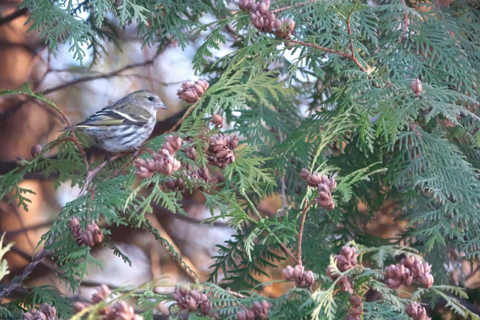 Tarin des aulnes (Spinus spinus) – Oiseaux du jardin